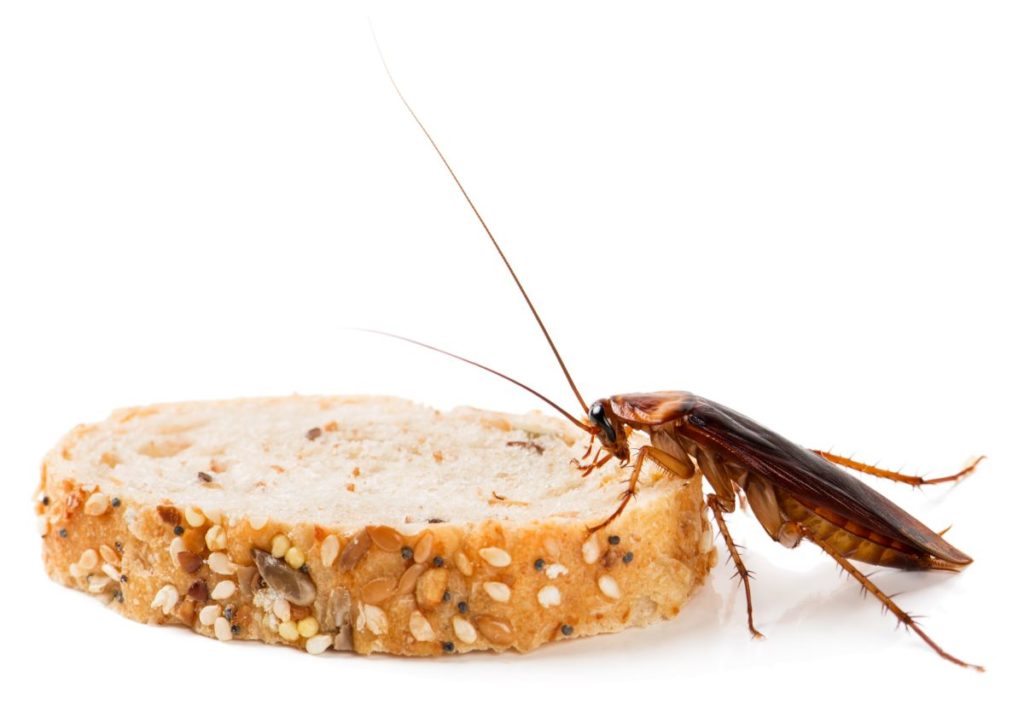 Comment éliminer définitivement une invasion de cafards